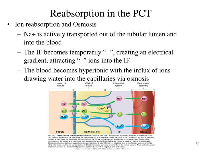 PPT - Chapter 28 The Urinary System PowerPoint Presentation - ID:304080