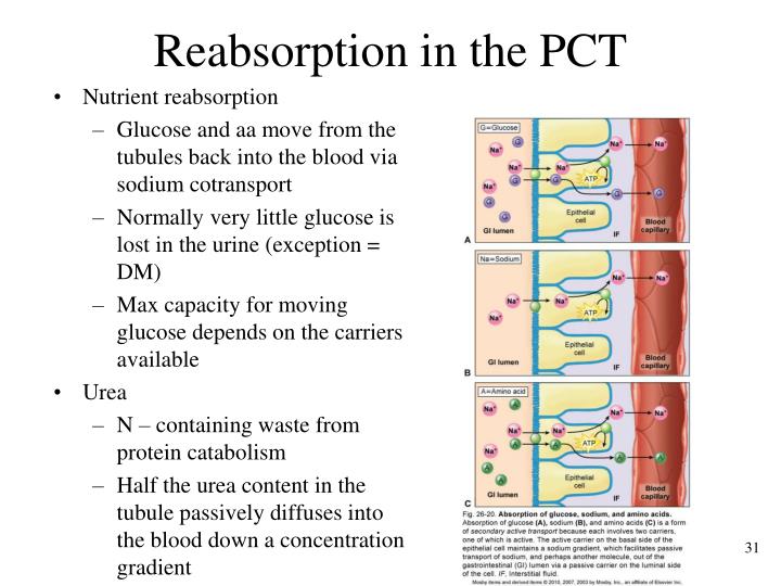 PPT - Chapter 28 The Urinary System PowerPoint Presentation - ID:304080
