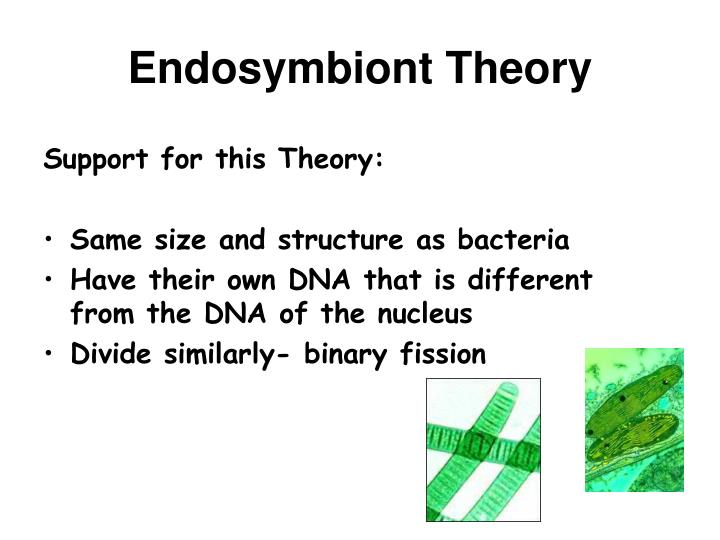 PPT - Endosymbiotic Theory “Everything you need to know” PowerPoint ...