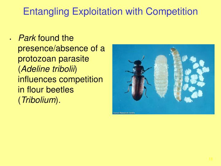 PPT - Exploitation: Predation, Herbivory, Parasitism, and Disease ...