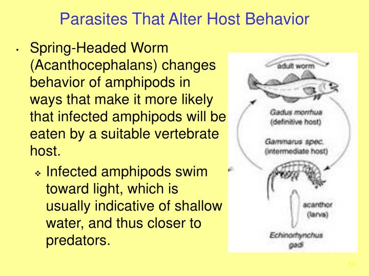 PPT - Exploitation: Predation, Herbivory, Parasitism, and Disease ...