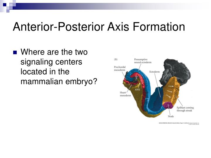 PPT - Early Development of Vertebrates PowerPoint Presentation - ID:306079