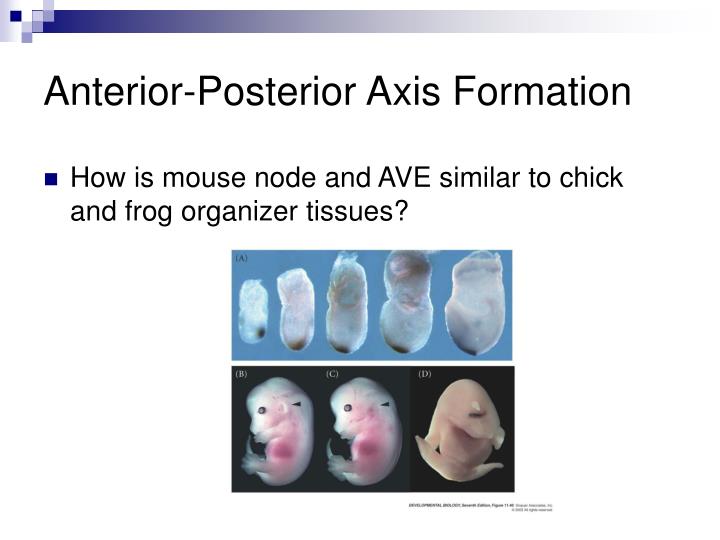 PPT - Early Development of Vertebrates PowerPoint Presentation - ID:306079