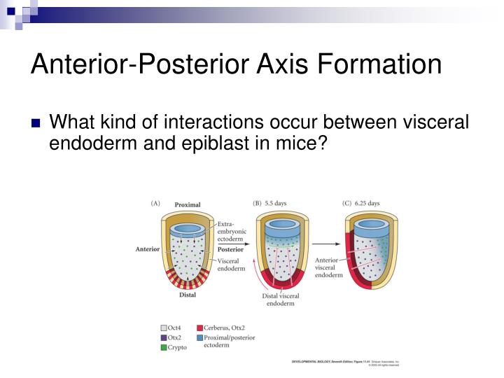 PPT - Early Development of Vertebrates PowerPoint Presentation - ID:306079