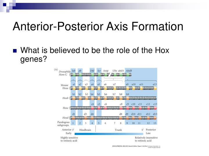 PPT - Early Development of Vertebrates PowerPoint Presentation - ID:306079