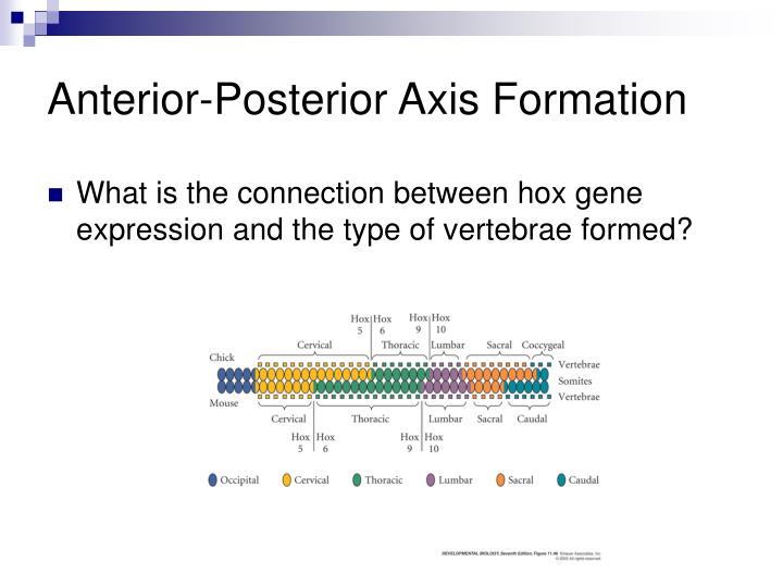 PPT - Early Development of Vertebrates PowerPoint Presentation - ID:306079