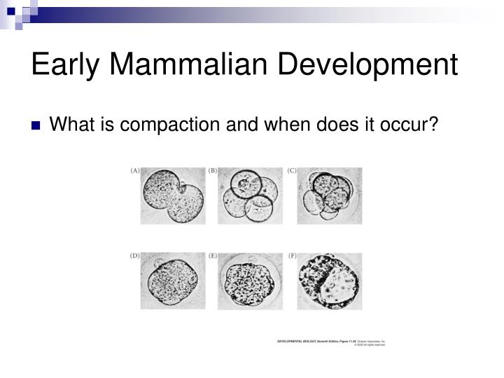 PPT - Early Development of Vertebrates PowerPoint Presentation - ID:306079