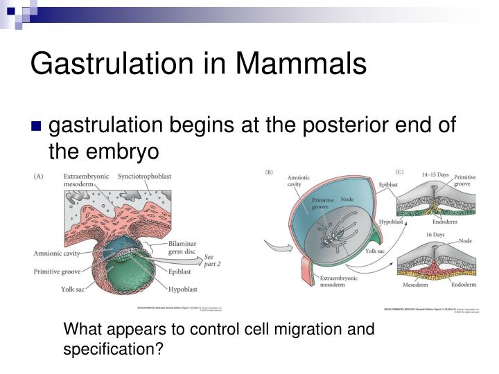 PPT - Early Development of Vertebrates PowerPoint Presentation - ID:306079