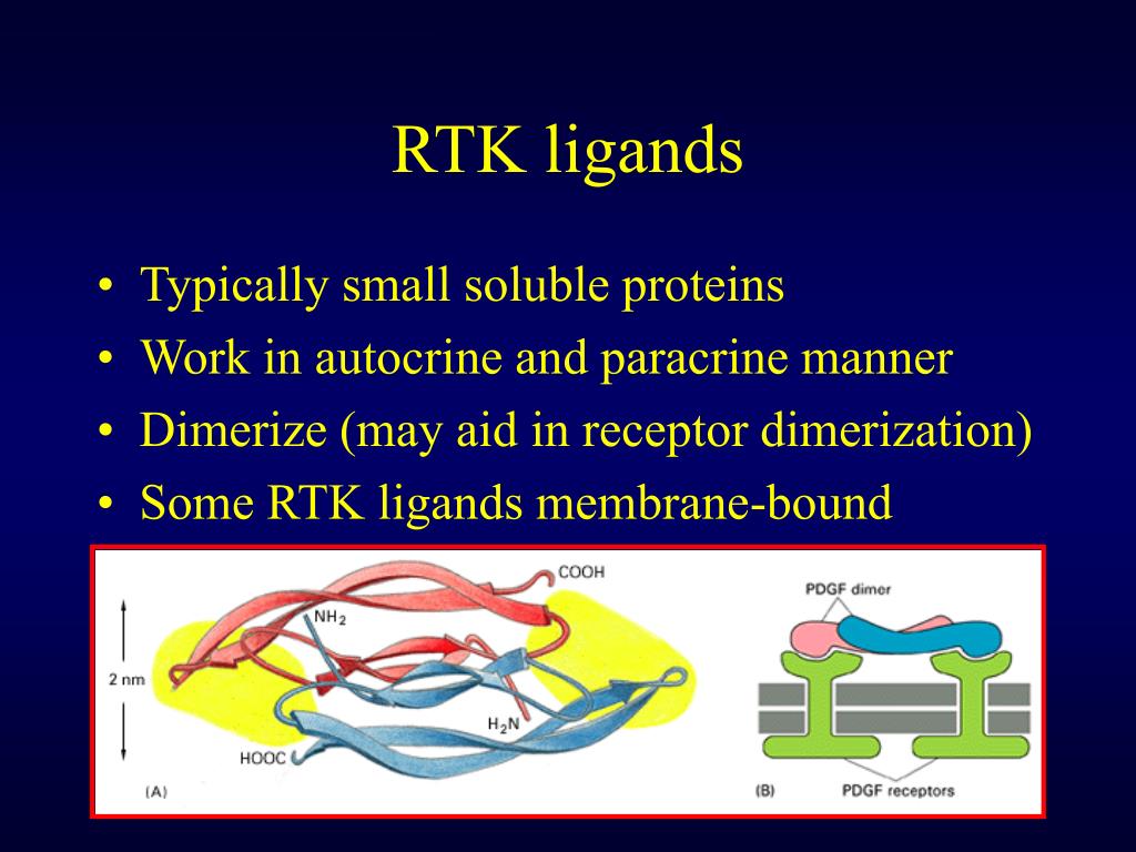 PPT - Receptor tyrosine kinases PowerPoint Presentation, free download ...