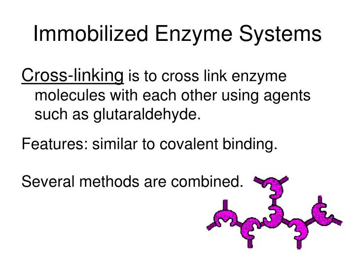 PPT - Immobilized Enzyme Systems PowerPoint Presentation - ID:306324