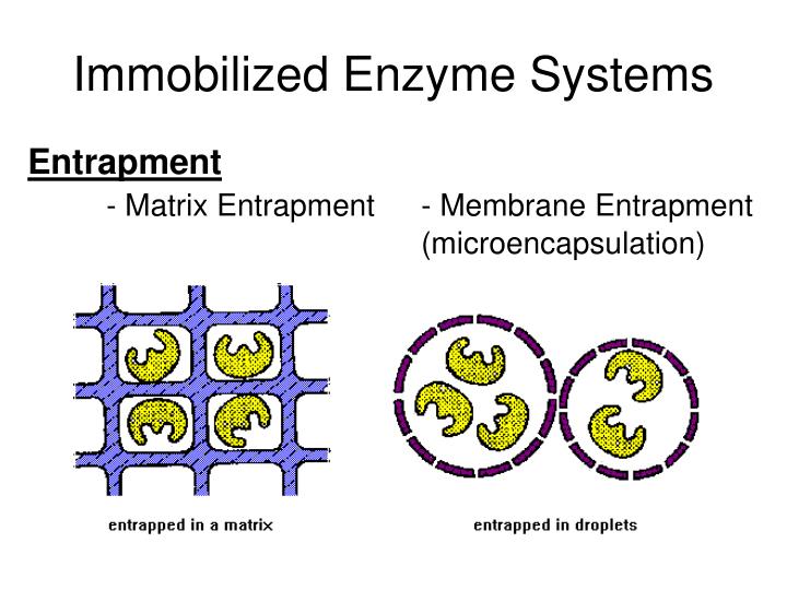 PPT - Immobilized Enzyme Systems PowerPoint Presentation - ID:306324