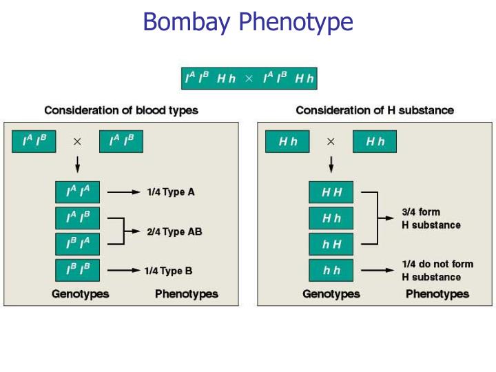 PPT - Epistatic Gene Interactions PowerPoint Presentation - ID:306377