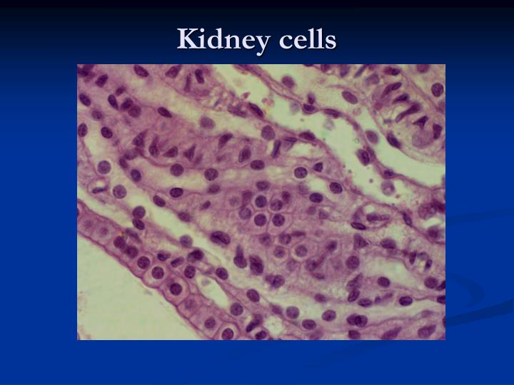 PPT - Introduction to Histology PowerPoint Presentation - ID:306382