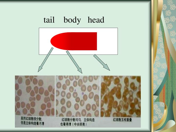PPT - Blood smear preparation and staining PowerPoint Presentation - ID ...