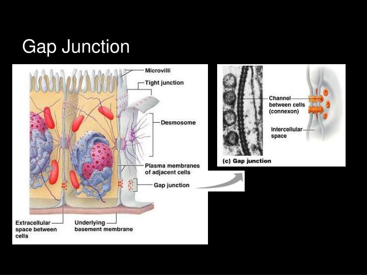 PPT - Histology PowerPoint Presentation - ID:306870