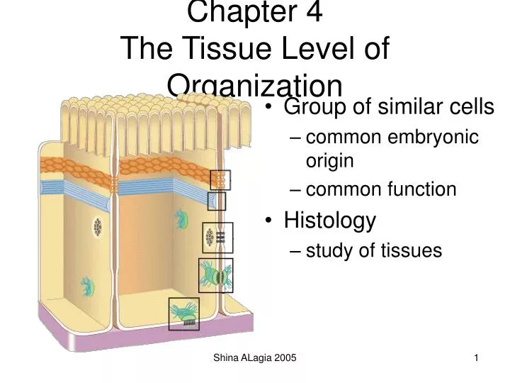 PPT - Chapter 4 The Tissue Level of Organization PowerPoint ...