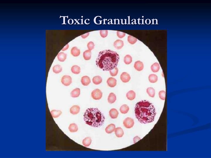 PPT - White Blood Cell Differential Count PowerPoint Presentation - ID ...