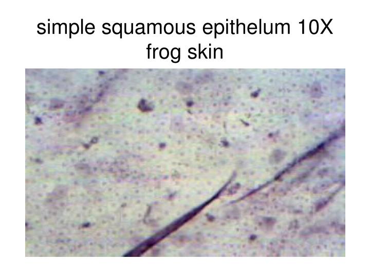 PPT - Epithelial Tissues PowerPoint Presentation - ID:308349