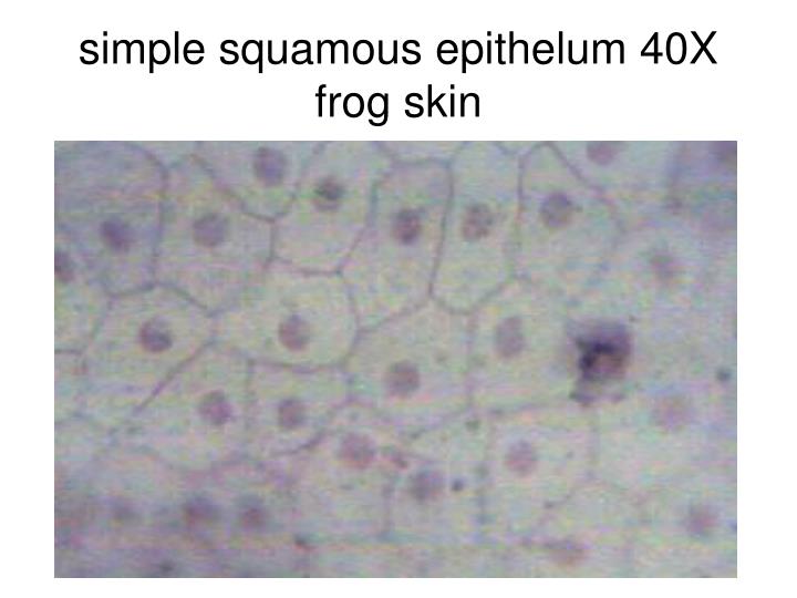 PPT - Epithelial Tissues PowerPoint Presentation - ID:308349