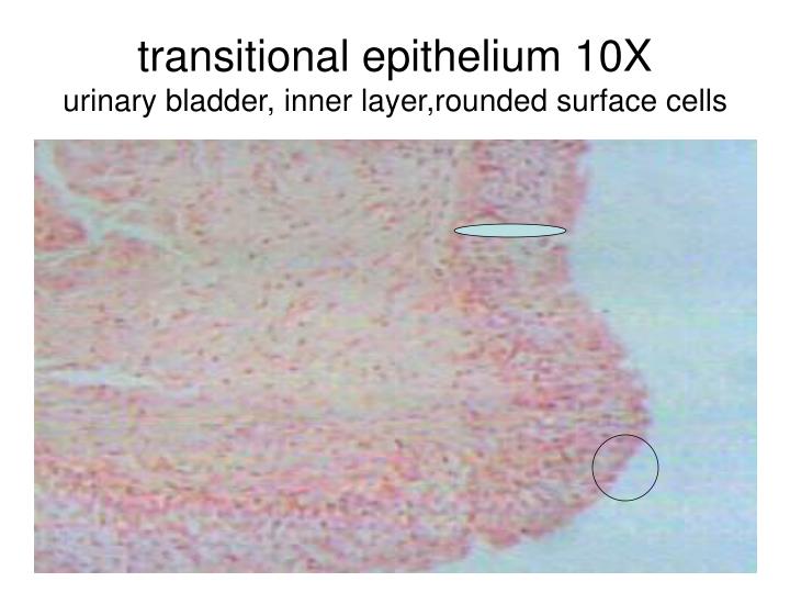 PPT - Epithelial Tissues PowerPoint Presentation - ID:308349