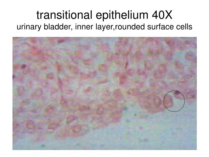PPT - Epithelial Tissues PowerPoint Presentation - ID:308349