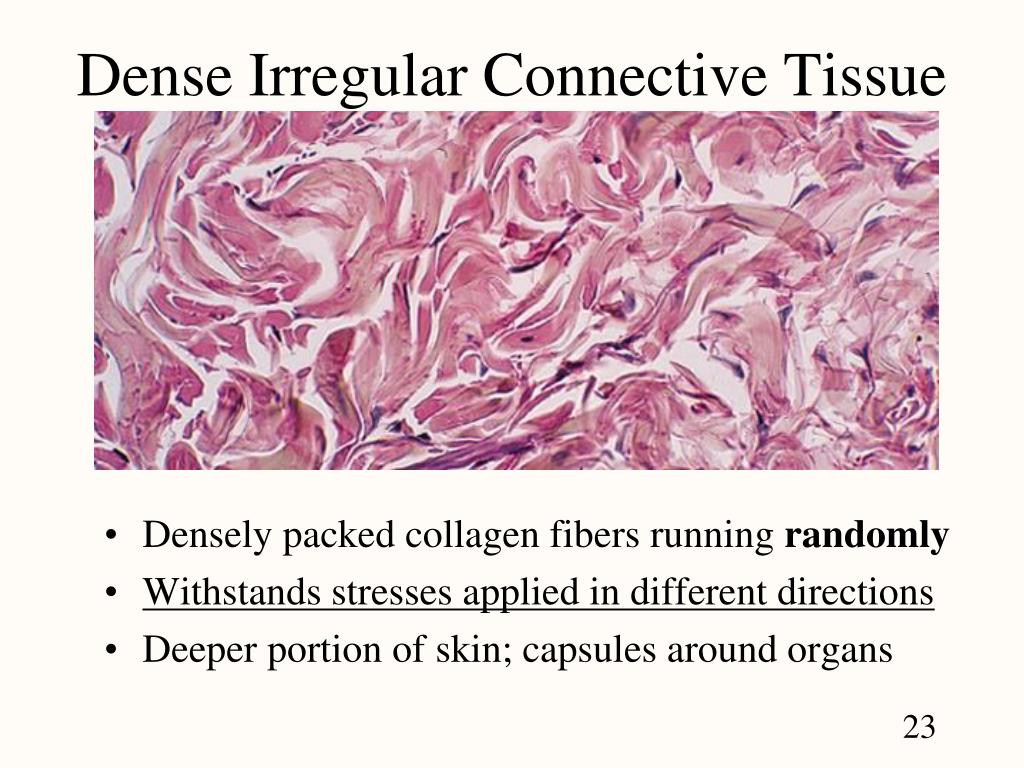 PPT Chapter 5 Histology PowerPoint Presentation Free Download ID PPT Chapter 5 Histology PowerPoint Presentation Free Download ID