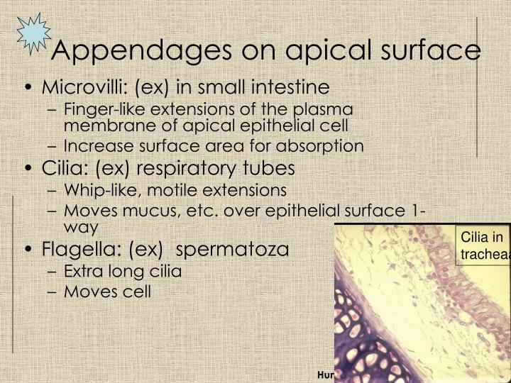 PPT - Epithelial and Connective Tissues PowerPoint Presentation - ID:308522