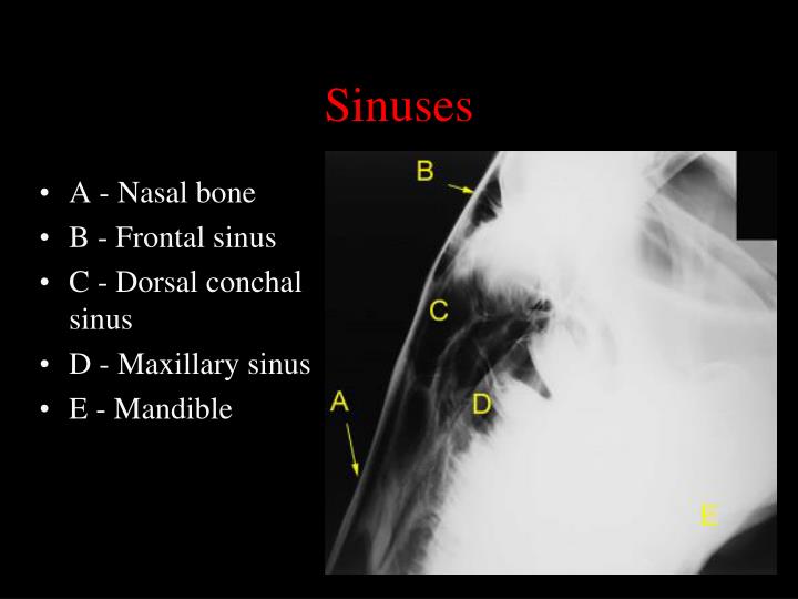 PPT - Normal Radiographic Anatomy of the Equine Head PowerPoint ...