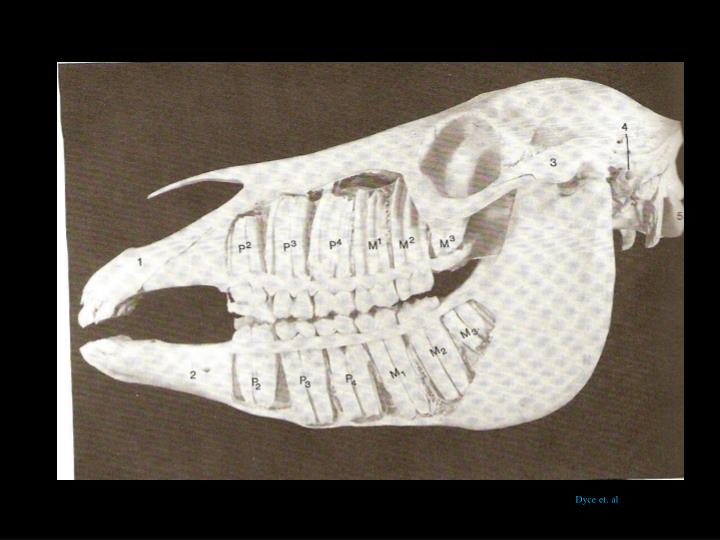 PPT - Normal Radiographic Anatomy of the Equine Head PowerPoint ...