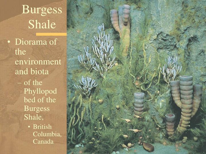 PPT - Paleozoic Life History: Invertebrates PowerPoint Presentation ...