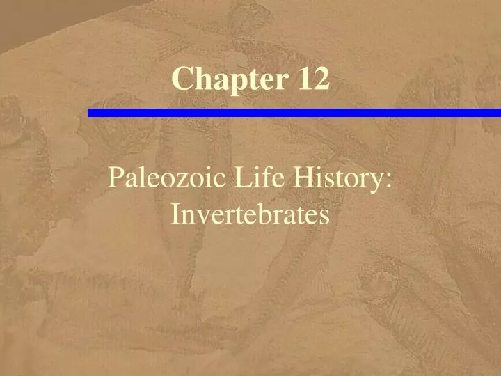 PPT - Paleozoic Life History: Invertebrates PowerPoint Presentation ...