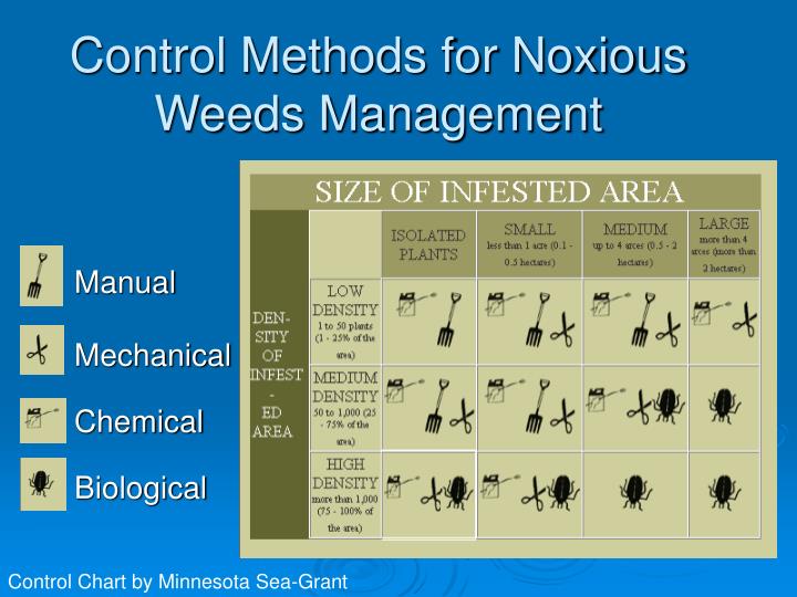PPT - Backyard Invasions: Noxious Weeds in Seattle's Greenspaces ...