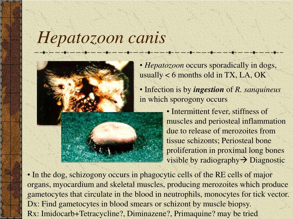 PPT - Blood and Tissue Protozoa of Dogs and Cats PowerPoint ...