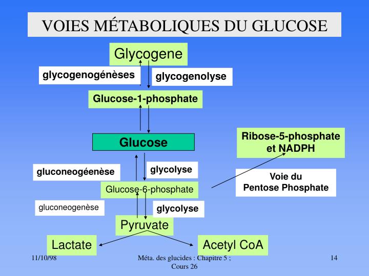 PPT - Glycolyse et oxydation du pyruvate PowerPoint Presentation - ID ...