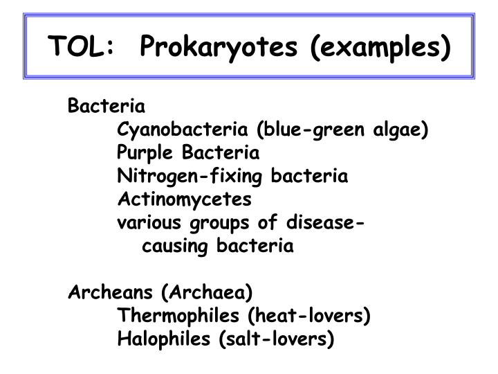 PPT - Tree of Life: Prokaryotes and Eukaryotes PowerPoint Presentation ...