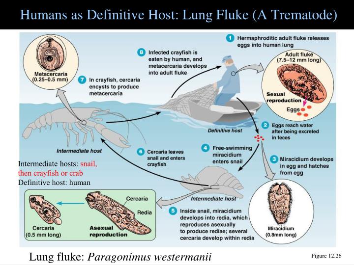 PPT - Eukaryotic Pathogens: Helminthes What types of eukaryotic ...