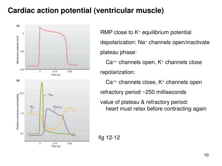 PPT - Hematocrit, plasma & serum PowerPoint Presentation - ID:310842