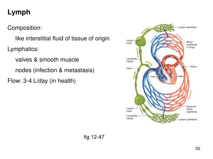 PPT - Hematocrit, plasma & serum PowerPoint Presentation - ID:310842