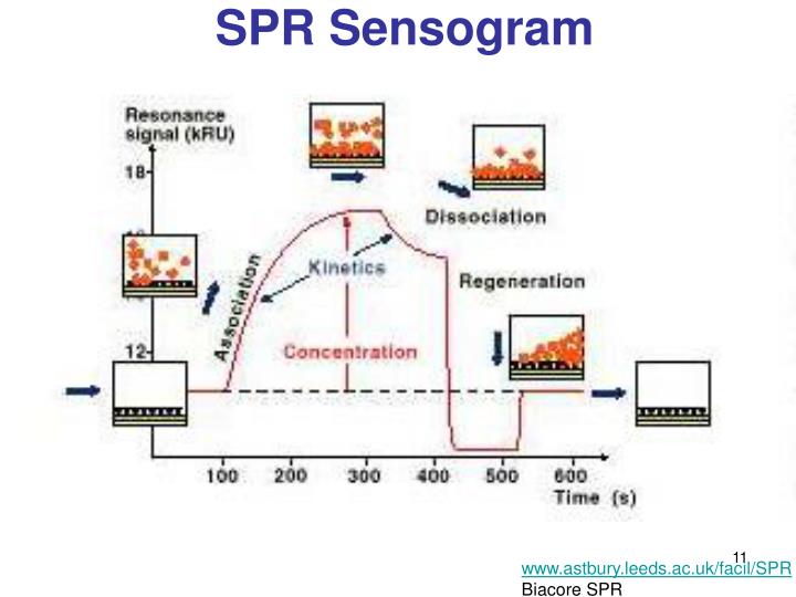 PPT - Surface Plasmon Resonance for Immunoassays PowerPoint ...