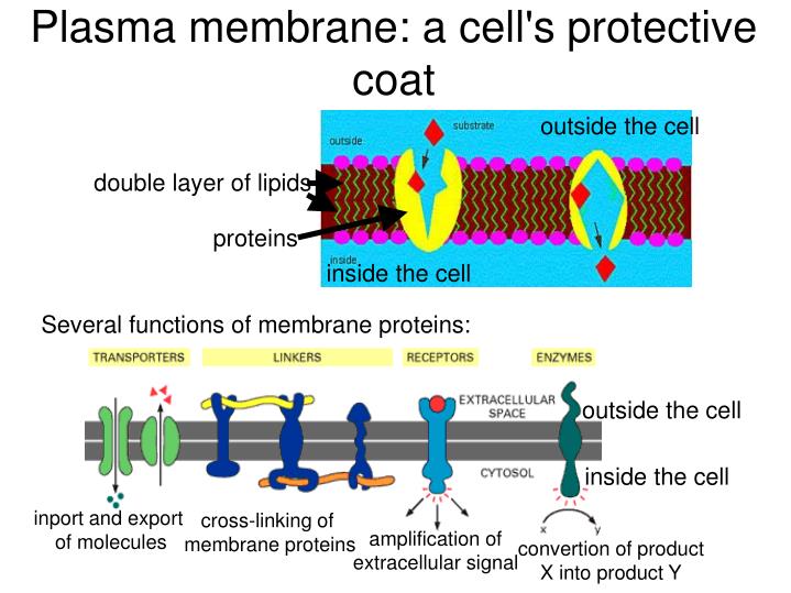 PPT - Introduction to Biology PowerPoint Presentation - ID:311344