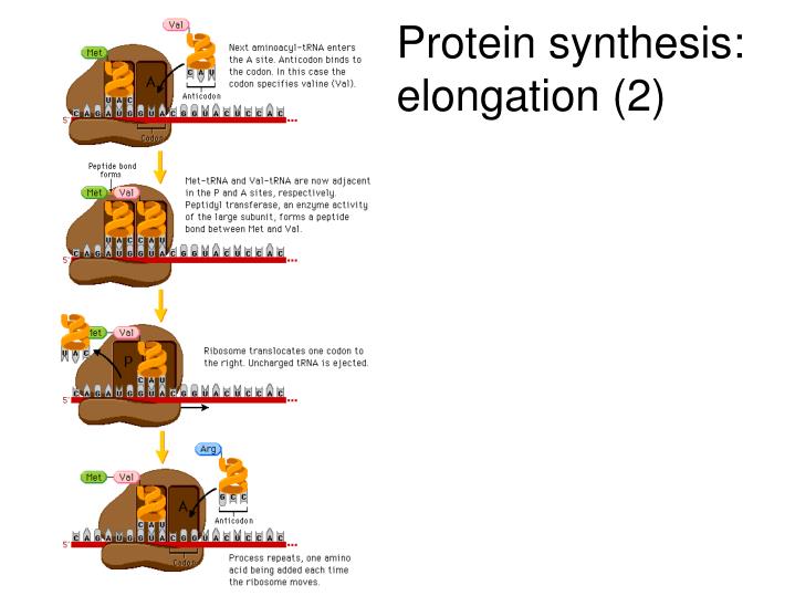 PPT - Introduction to Biology PowerPoint Presentation - ID:311344