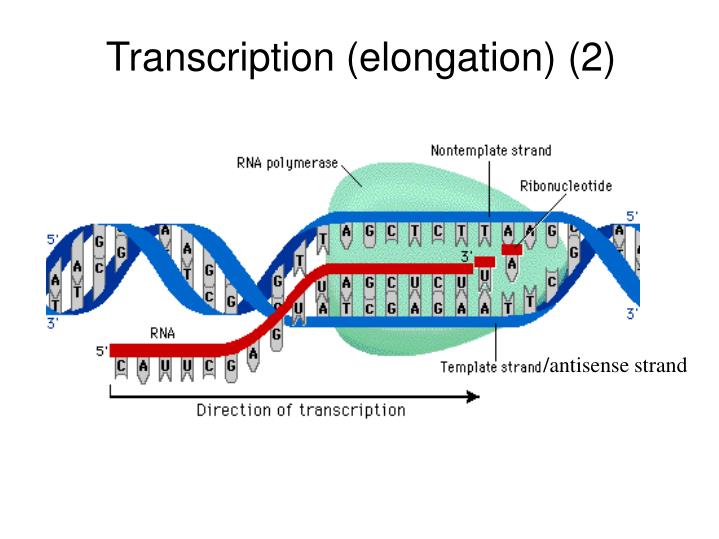 PPT - Introduction to Biology PowerPoint Presentation - ID:311344