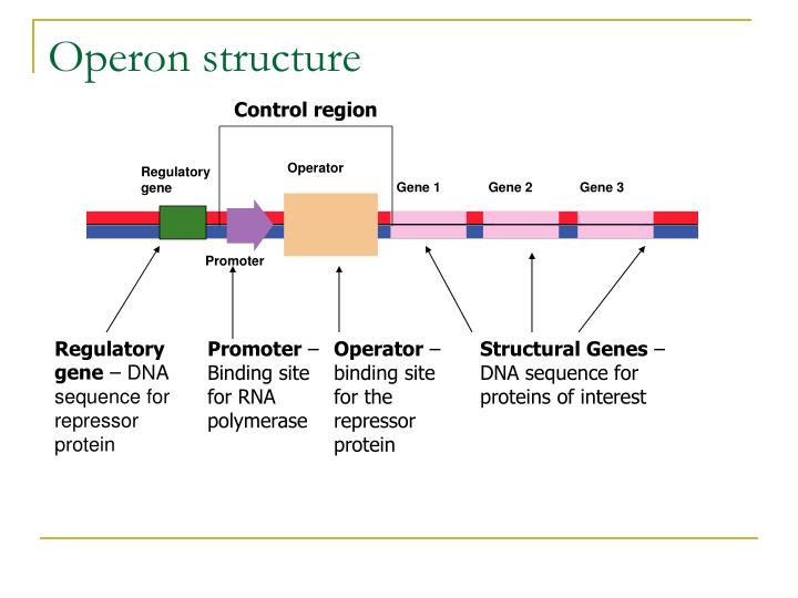 PPT - Comparison of Genetic Material and Replication for Eukaryotes and ...