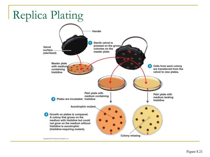 PPT - Comparison of Genetic Material and Replication for Eukaryotes and ...