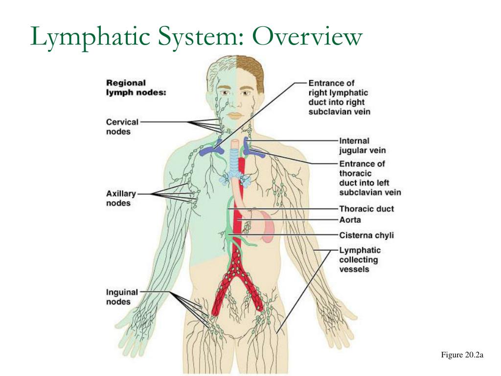 Ppt The Lymphatic System Powerpoint Presentation Free Download Id