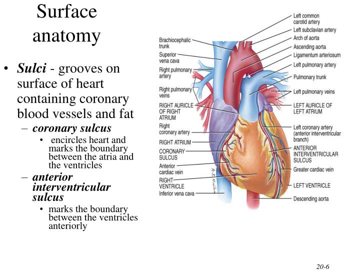 PPT - The Cardiovascular System: The Heart PowerPoint Presentation - ID ...
