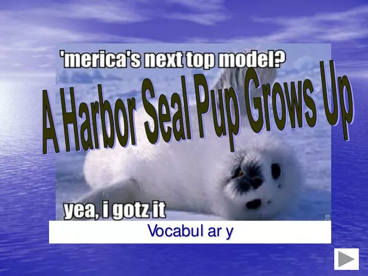 PPT - A Harbor Seal Pup Grows Up PowerPoint Presentation, free download ...
