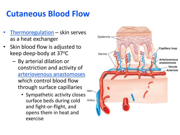 PPT - Cardiac Output, Blood Flow, and Blood Pressure PowerPoint ...