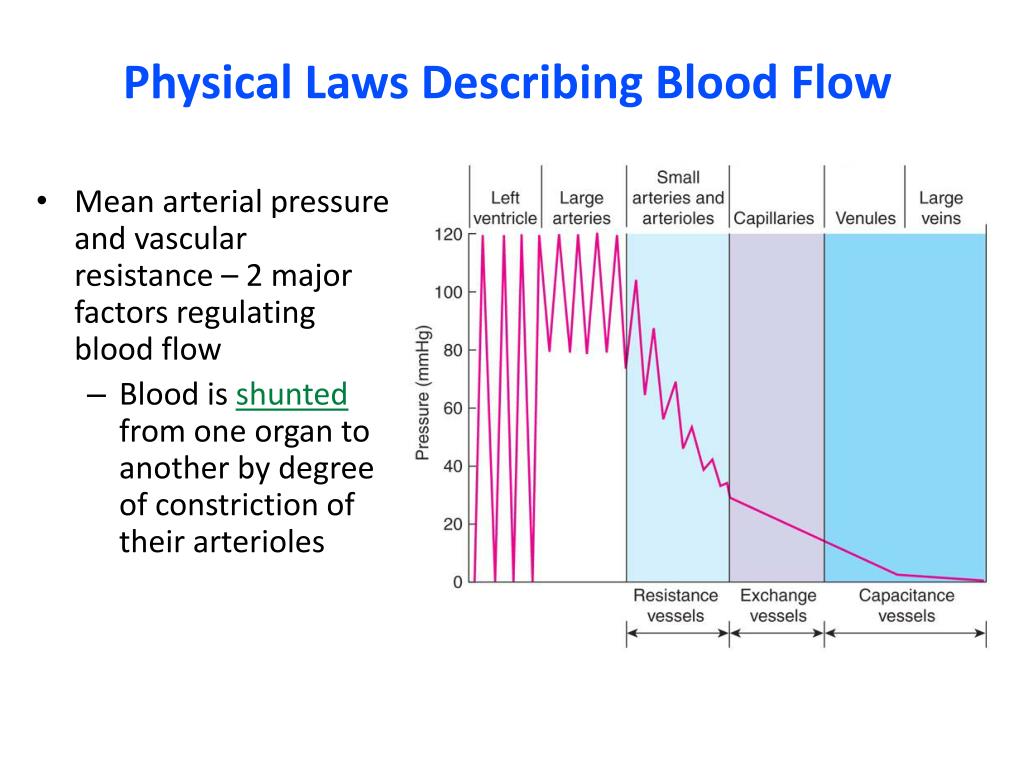 PPT - Cardiac Output, Blood Flow, and Blood Pressure PowerPoint ... PPT - Cardiac Output, Blood Flow, and Blood Pressure PowerPoint ...