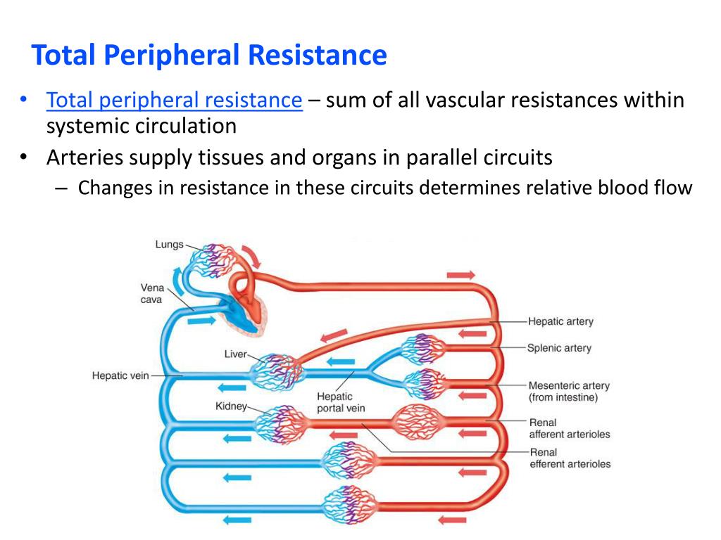PPT Cardiac Output Blood Flow And Blood Pressure PowerPoint PPT Cardiac Output Blood Flow And Blood Pressure PowerPoint